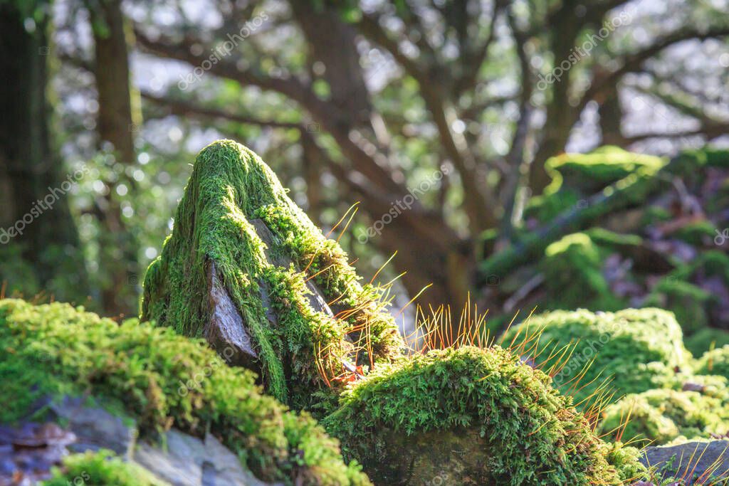 Una fotografía de musgo creciendo en rocas en el bosque, tomada en ...