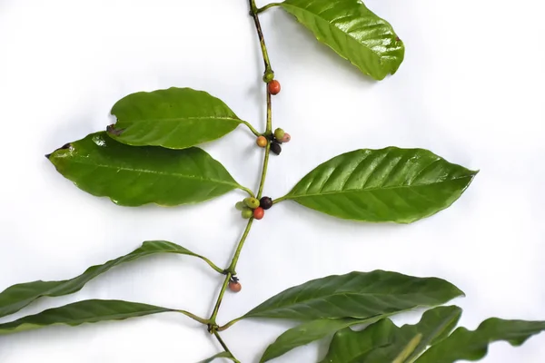 Coffee branch Images - Search Images on Everypixel