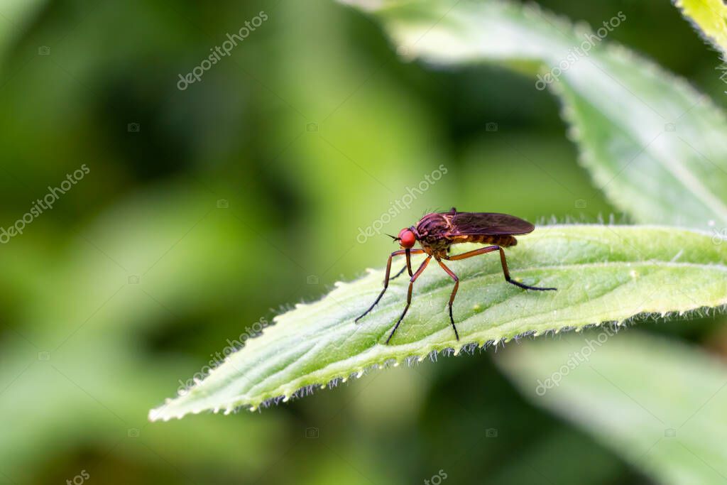 Dance Fly or dagger fly from the family Empididae una especie de ...