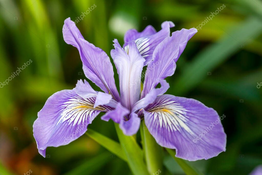 Iris douglasiana una flor bulbosa azul púrpura de primavera común que ...