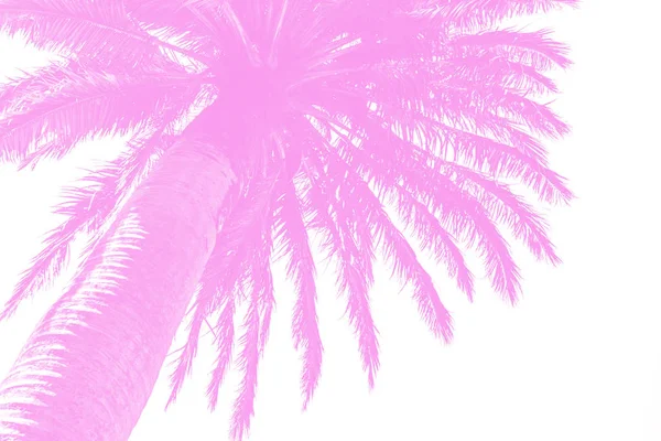Pink palm puff logo Stock Photos, Royalty Free Pink palm puff logo ...
