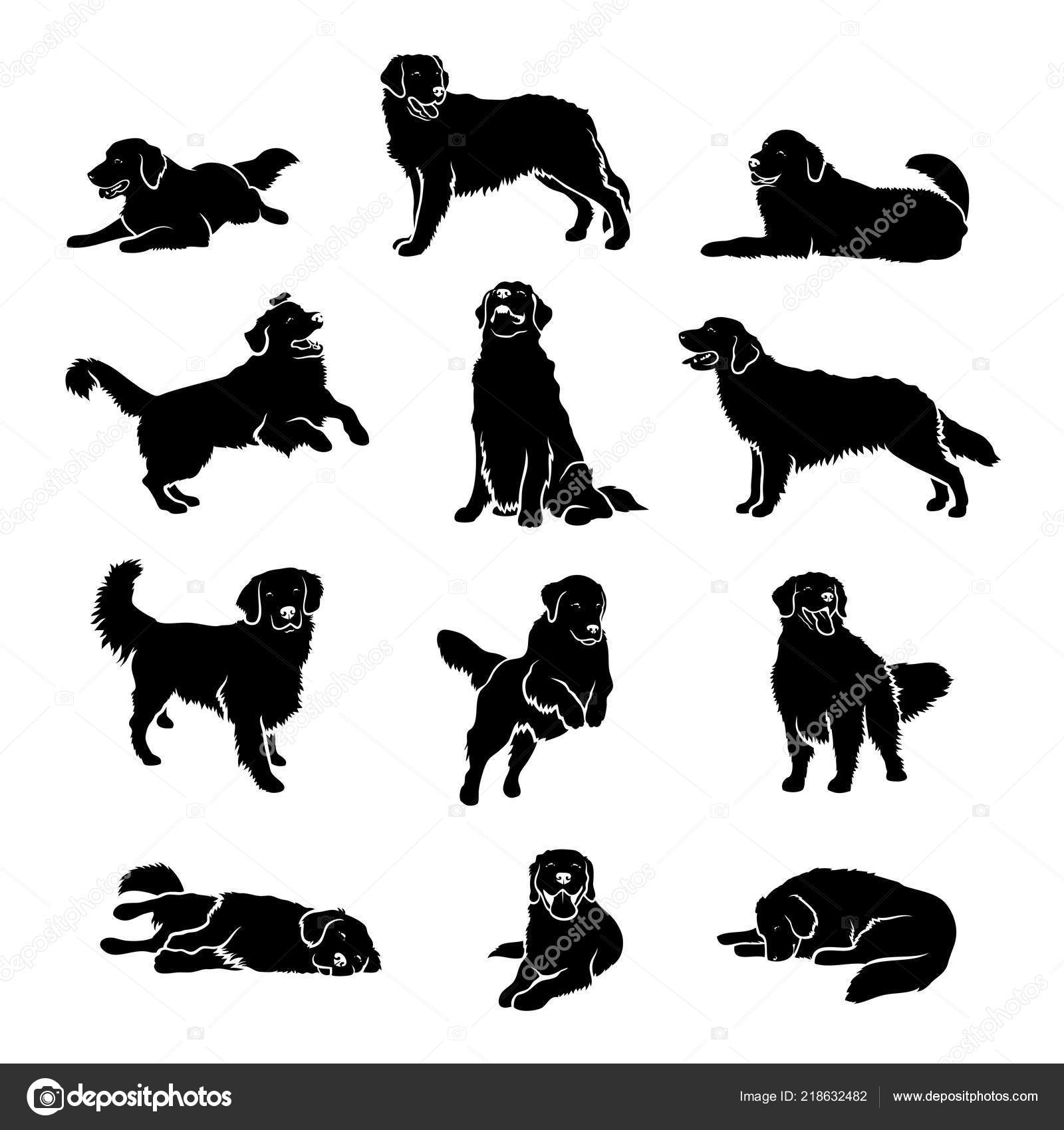 Set Golden Retriever Illustrations White Background Stock Vector by ©I ...
