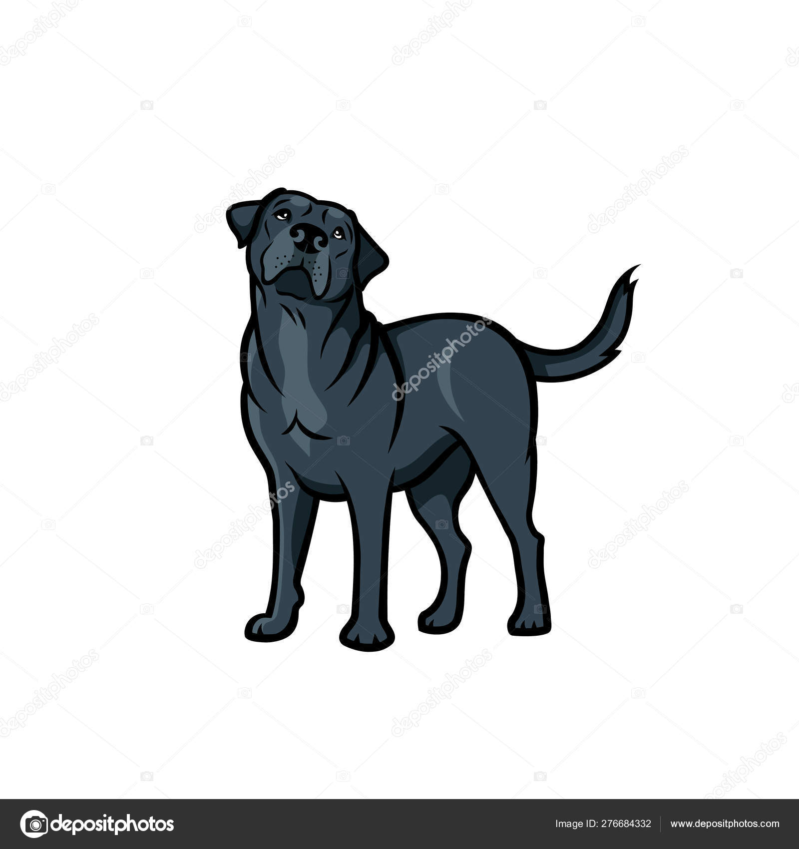 Labrador Retriever Grey Fur Isolated White Background Stock Vector by ...
