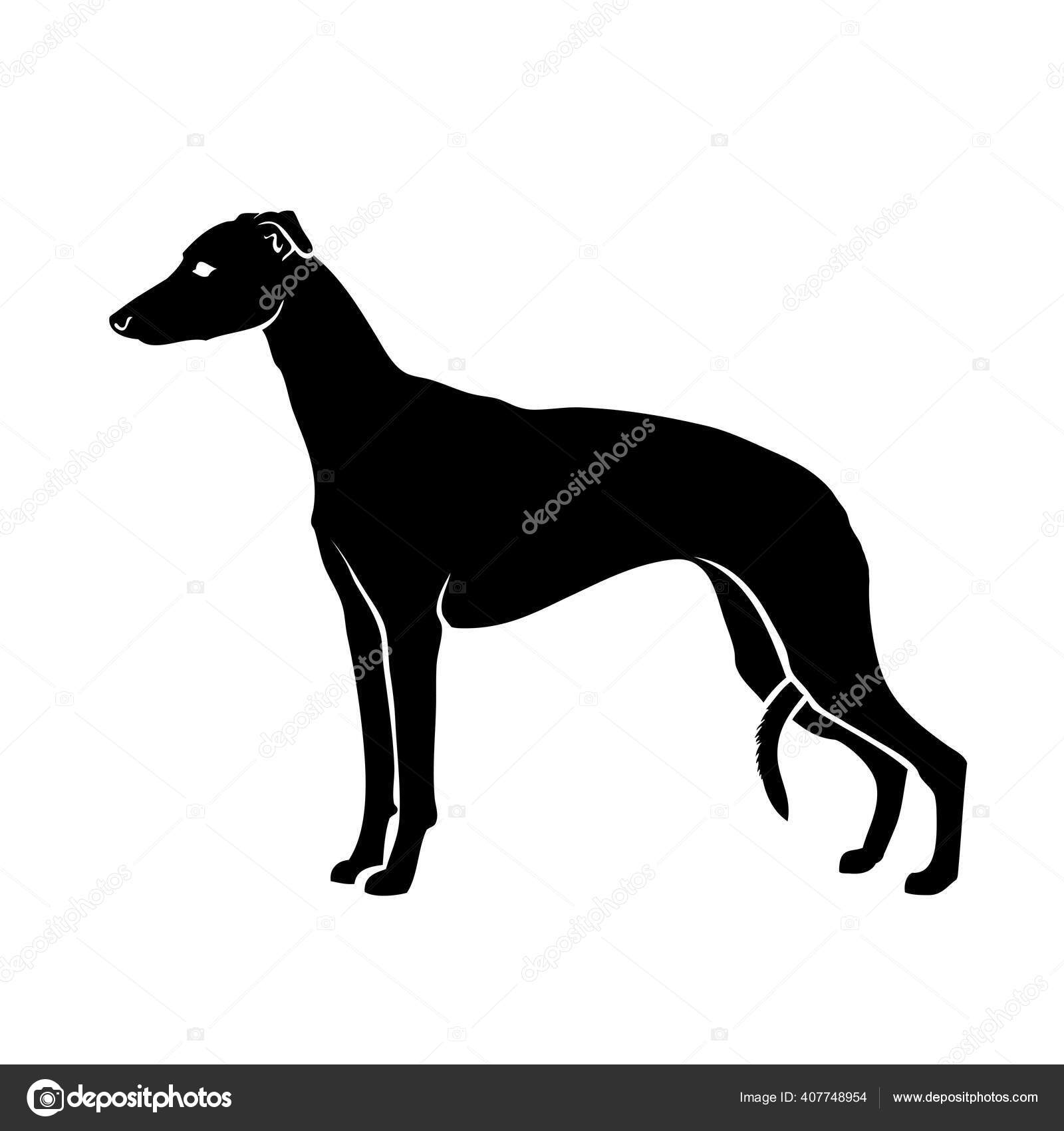 Vector Illustration Whippet Isolated White Background Stock Vector ...