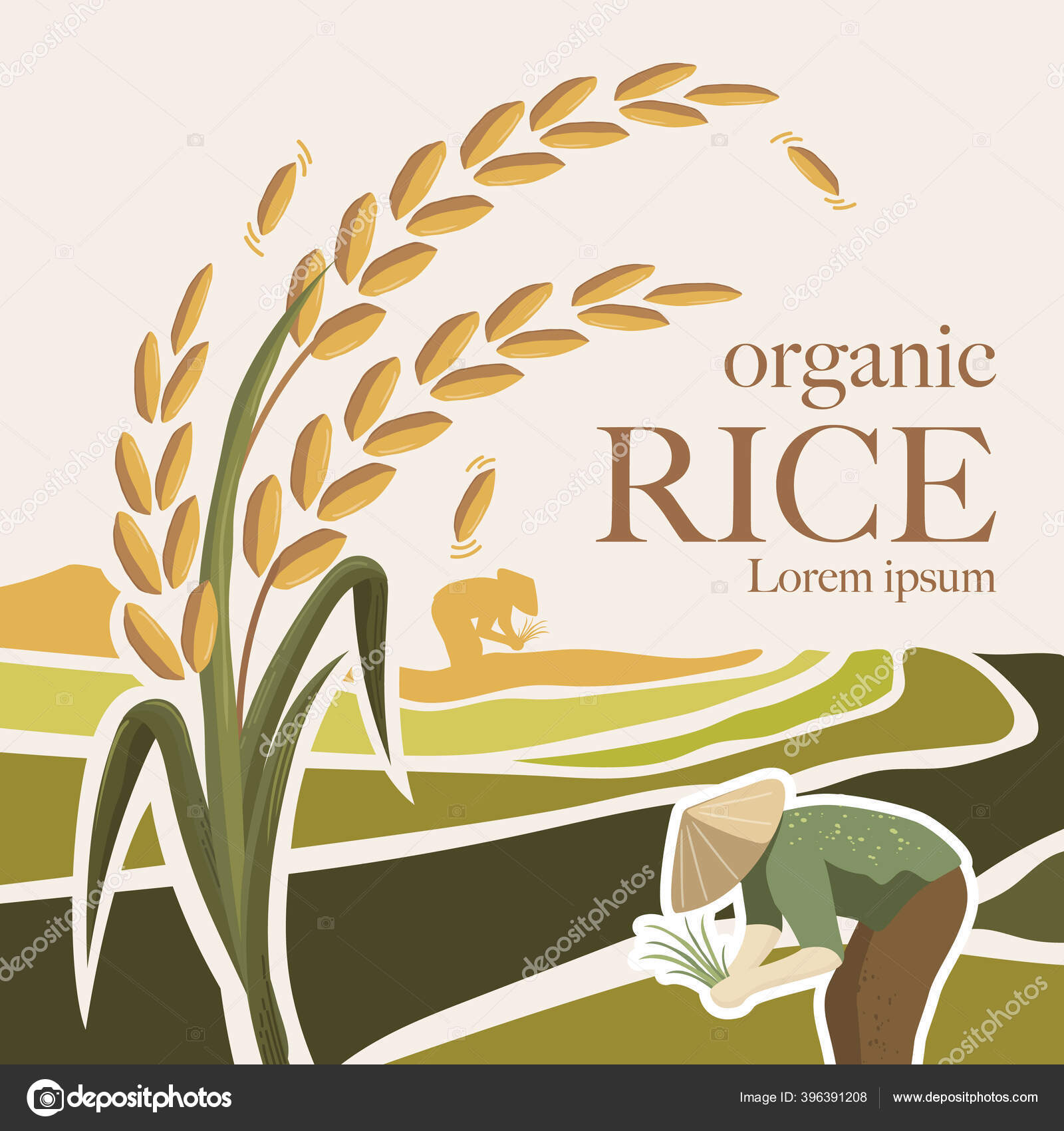 Arroz Con Cáscara Prima Orgánica Producto Natural Banner Logo Vector ...