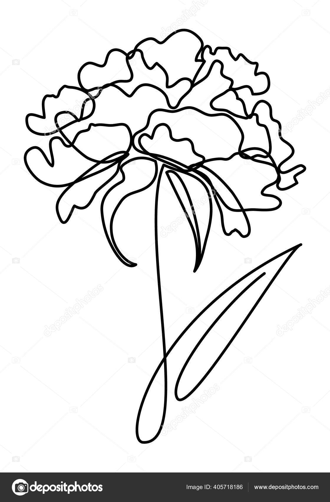 Peony Line Drawing Flower