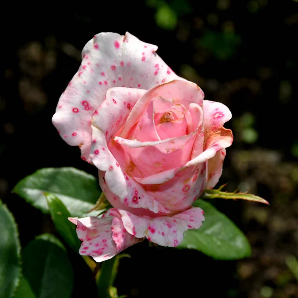 A rose flower affected by a disease. Small spots on the flower petals ...