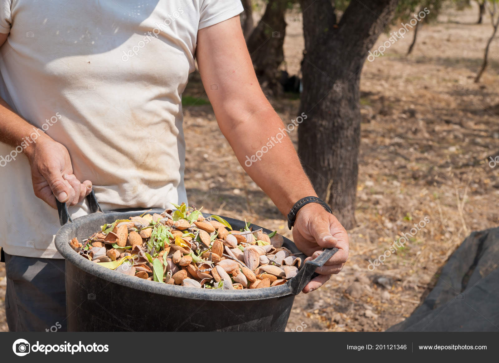 Picker Holding Pail Full Just Picked Almonds Harvest Time Noto Stock ...