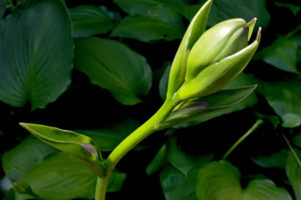 Pasiflora planta Stock Photos, Royalty Free Pasiflora planta Images ...