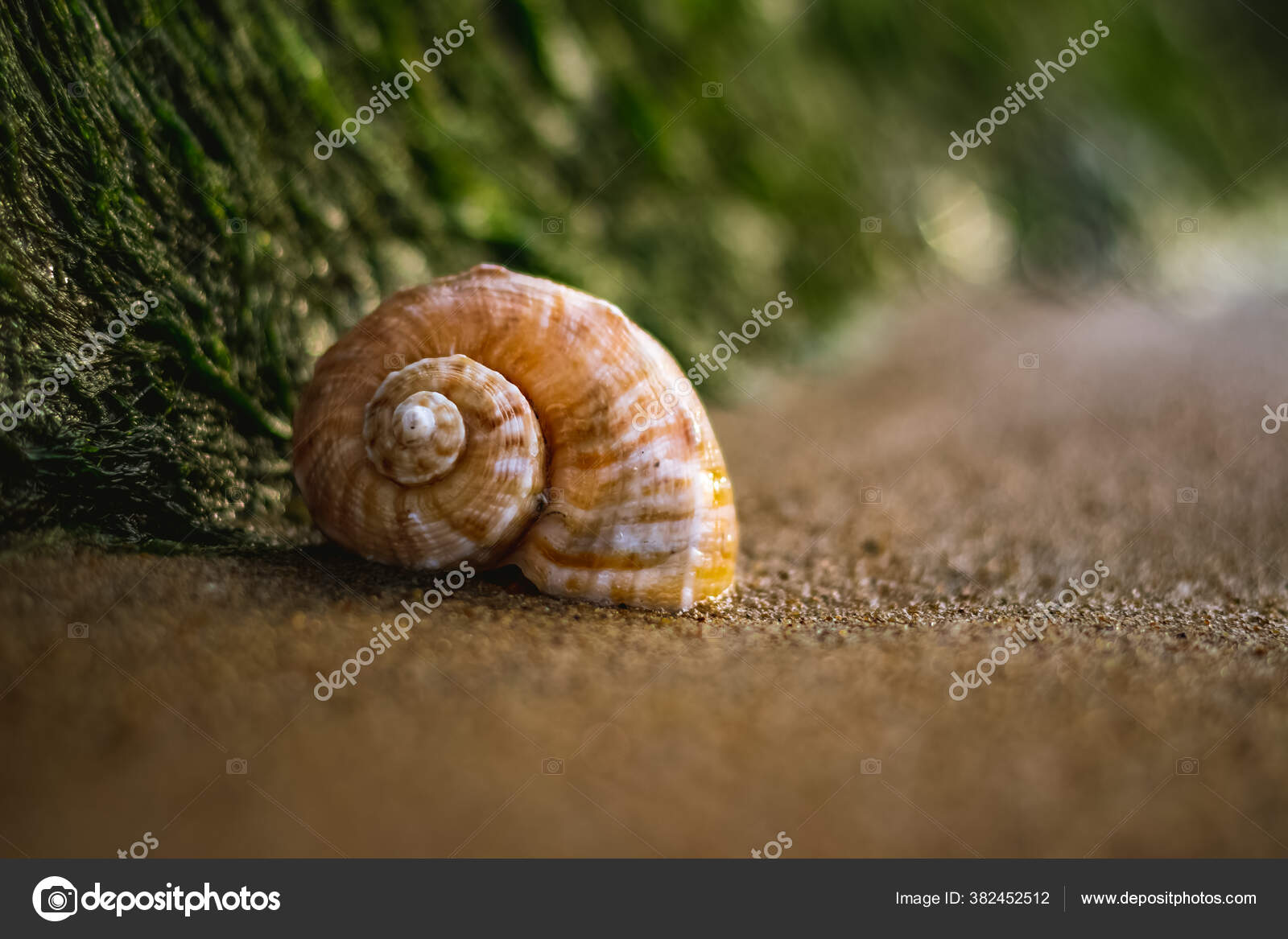 Big Seashell Sand Beach Water Sea Grasses Back Light Sunset — Stock ...