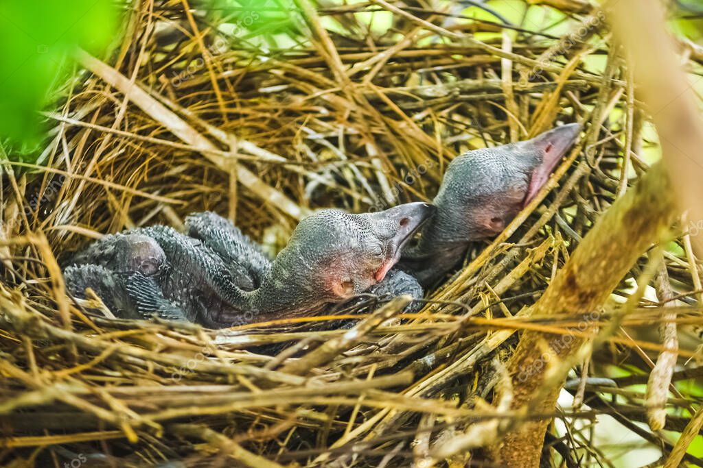 El cuervo bebé yace en el nido y eclosiona esperando a su madre para ...