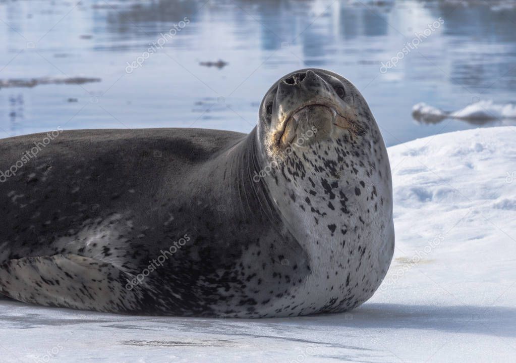 El depredador natural de la Antártida es la foca leopardo. Relajarse ...