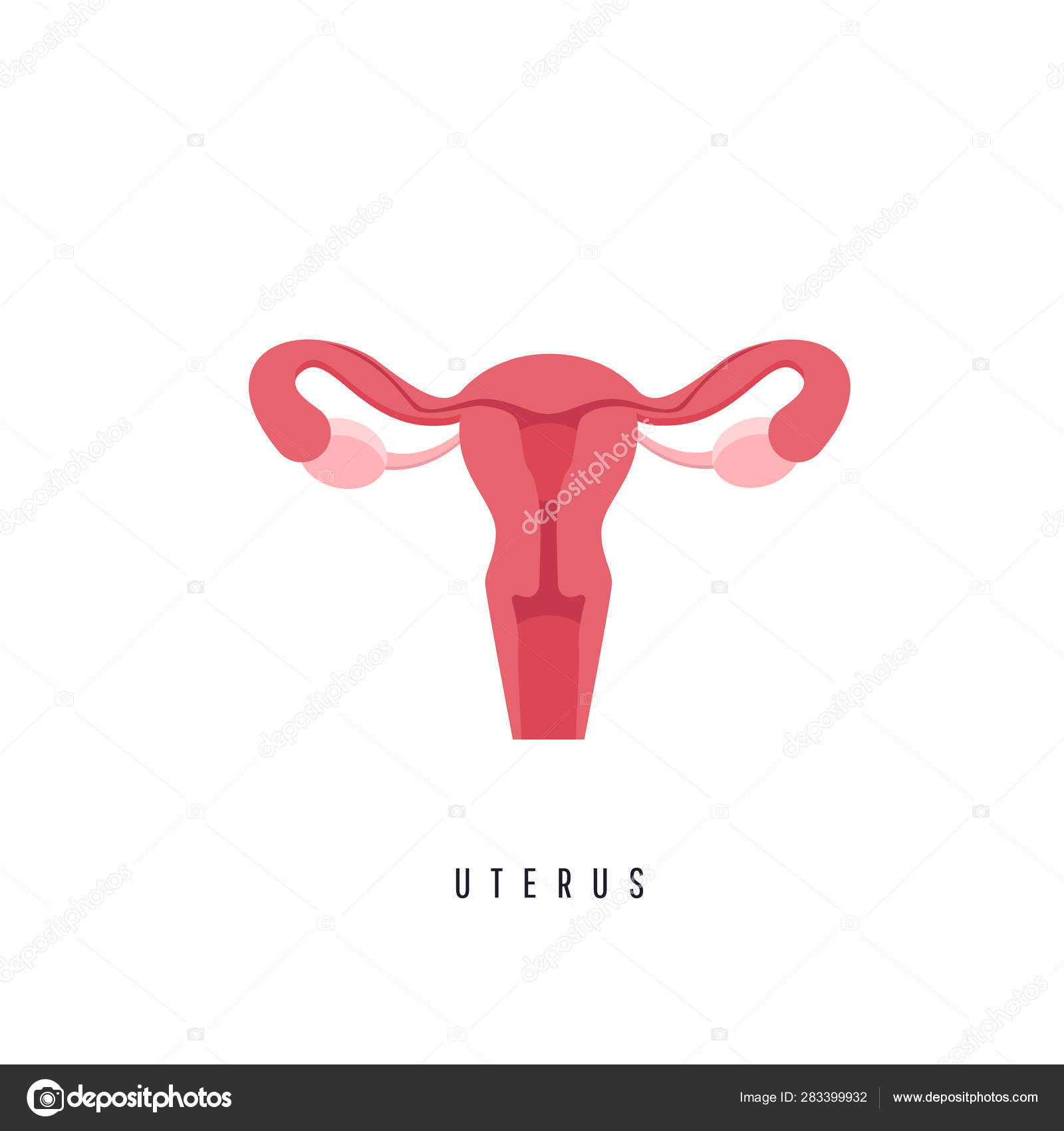 Menschliche Anatomie weibliches Fortpflanzungssystem, weibliche ...