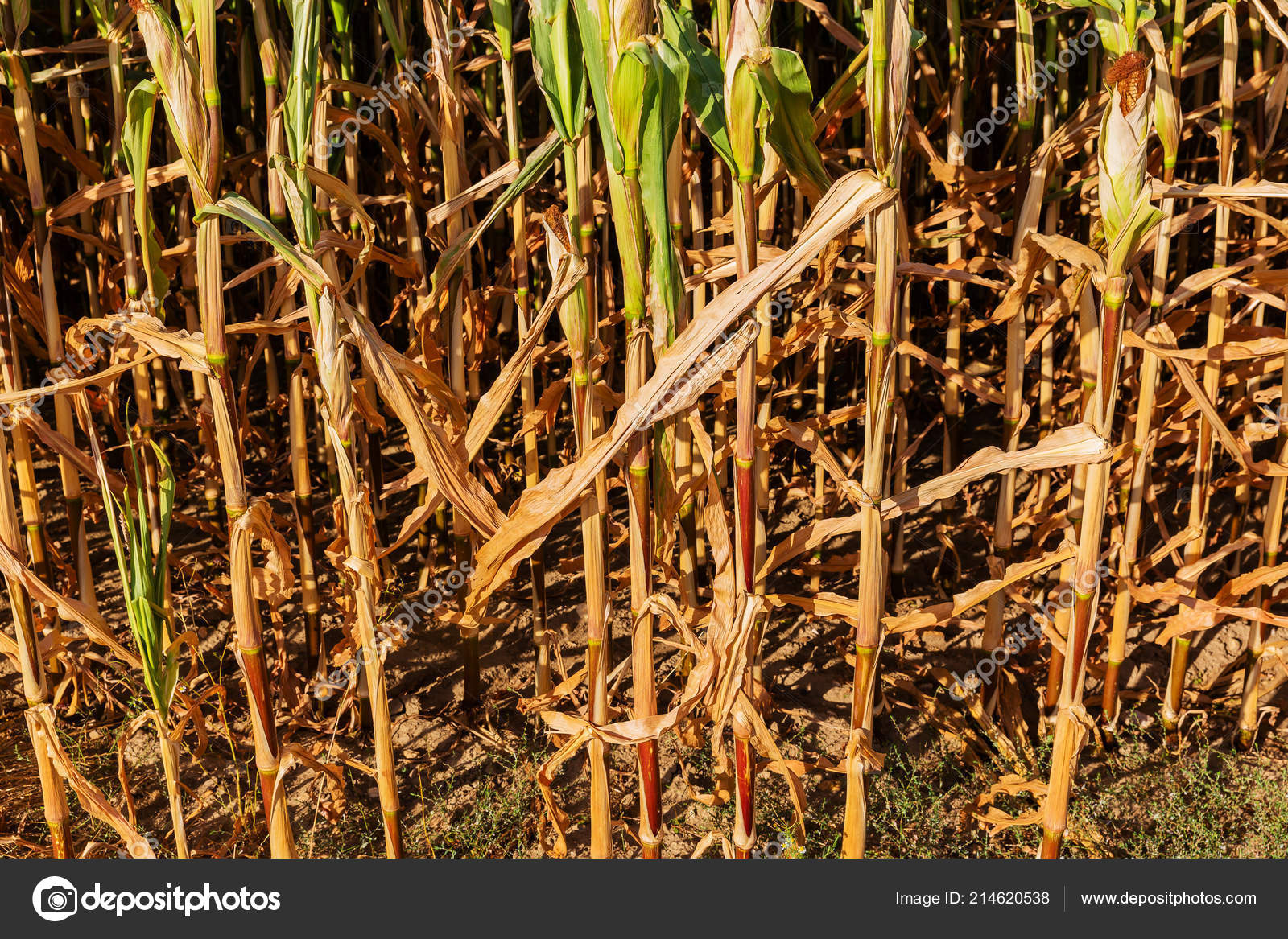 Picture Sunburnt Withered Corn Field Stock Photo by ©Madrabothair 214620538