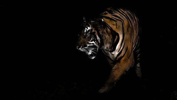 Tiger at night Stock Photos, Royalty Free Tiger at night Images ...