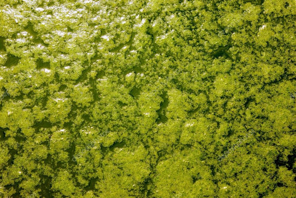 Patrones de algas verdes en el agua. Agua verde. Vista desde arriba ...