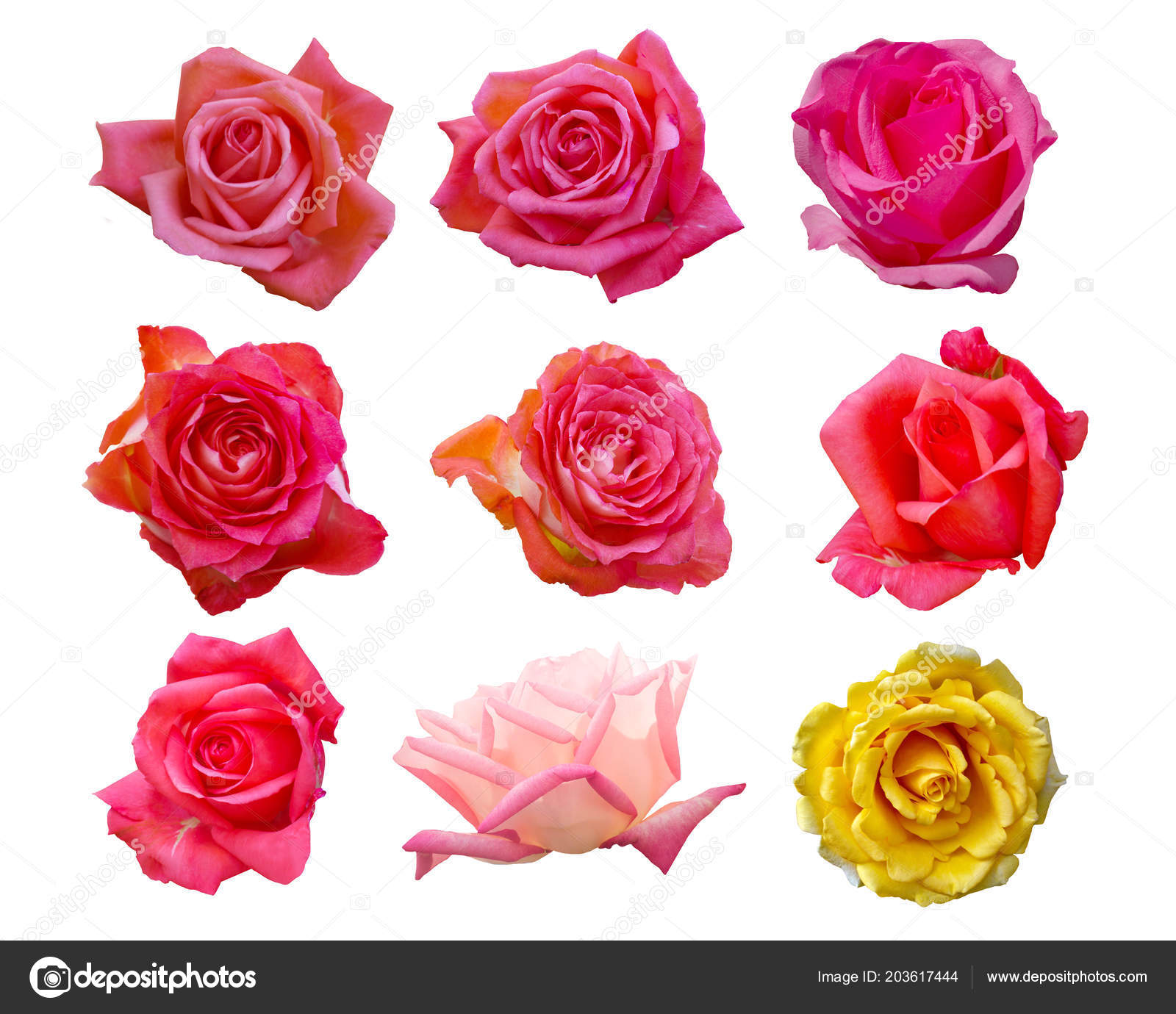 Collection Beautiful Rose Isolated White Background Flower Lover ...
