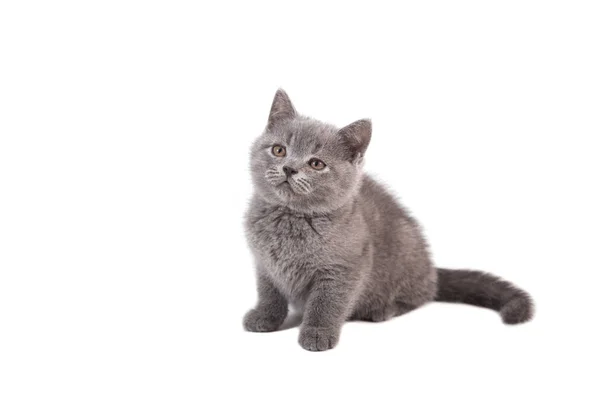 British Blue Cat Kitten