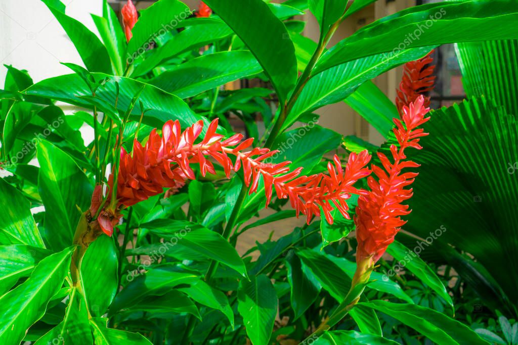 Pétalo de jengibre rojo en hojas verdes, una planta con flores ...