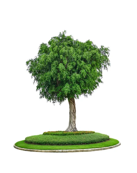 Single Green Tree Isolated Evergreen Leaves Plant Shrub Bush Die Stock ...