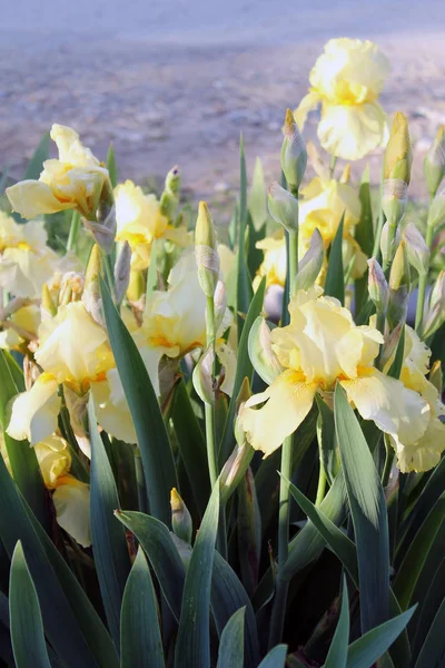 The iris flower closeup, Beautiful purple flower in bloom on a crisp ...