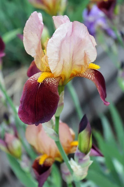 The iris flower. Beautiful purple flower in bloom on a crisp spring ...