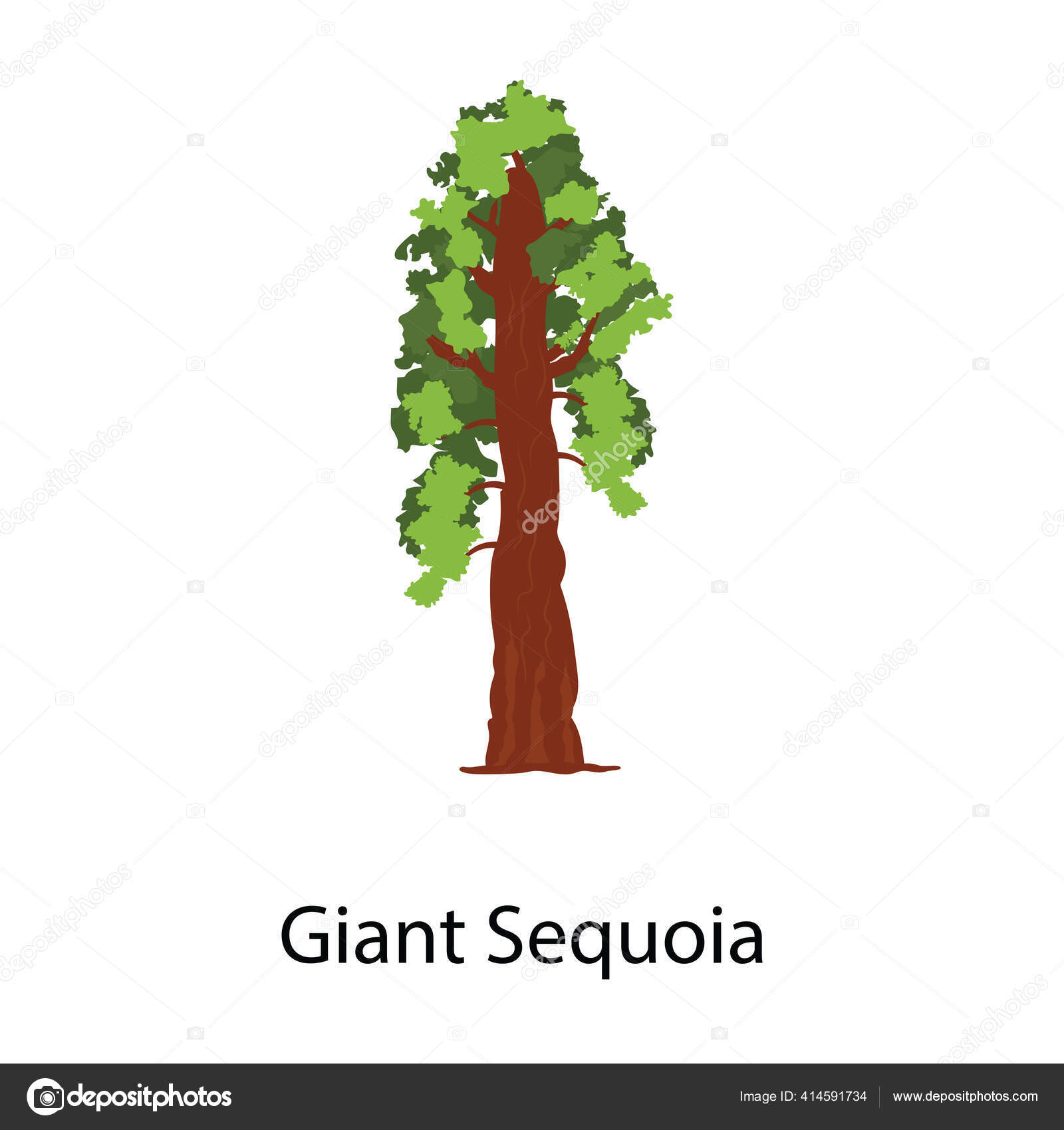 Redwood Plantation Tree Icon Giant Sequoia Stock Vector by ...