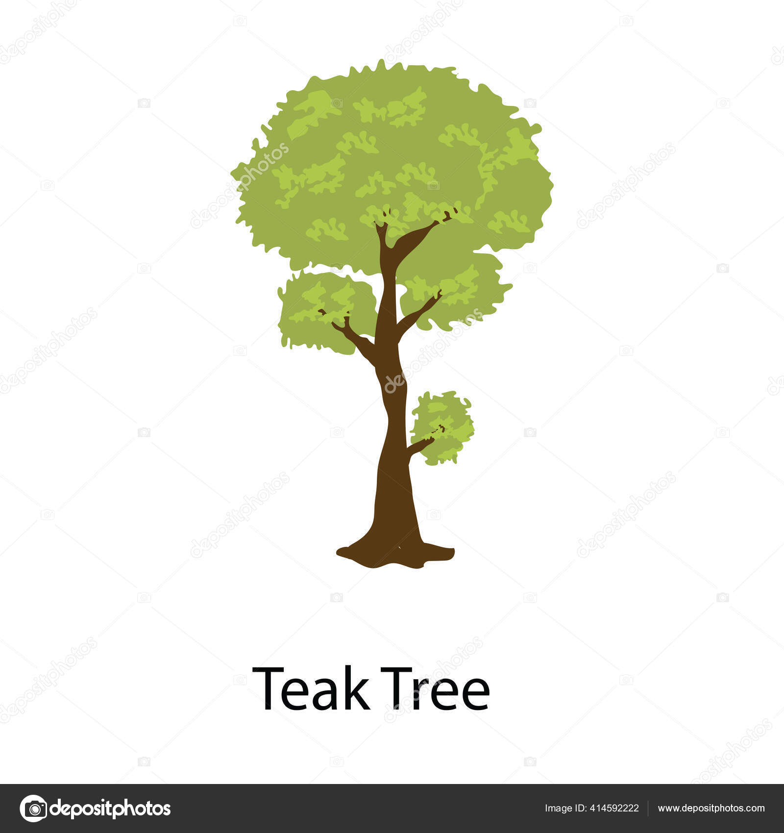Teak Tree Drawing