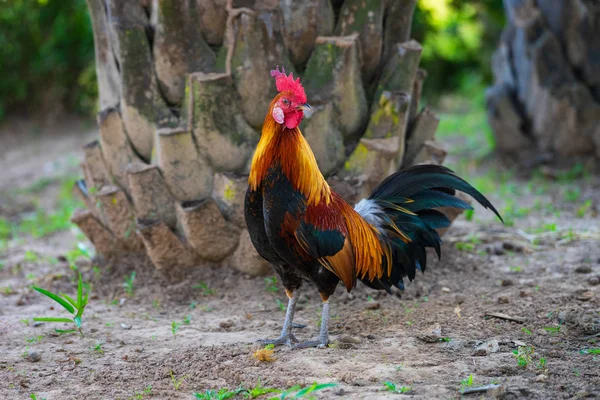 Cuban rooster Stock Photos, Royalty Free Cuban rooster Images ...