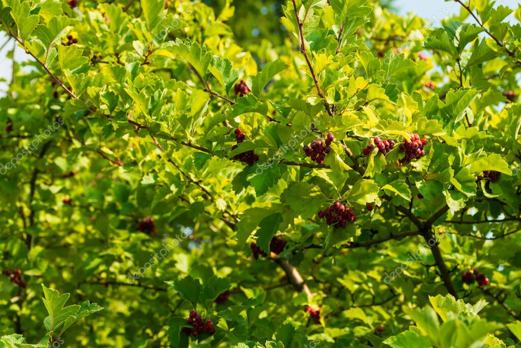 Fruta roja brillante en un árbol verde. Foto tomada en Chelyabinsk ...