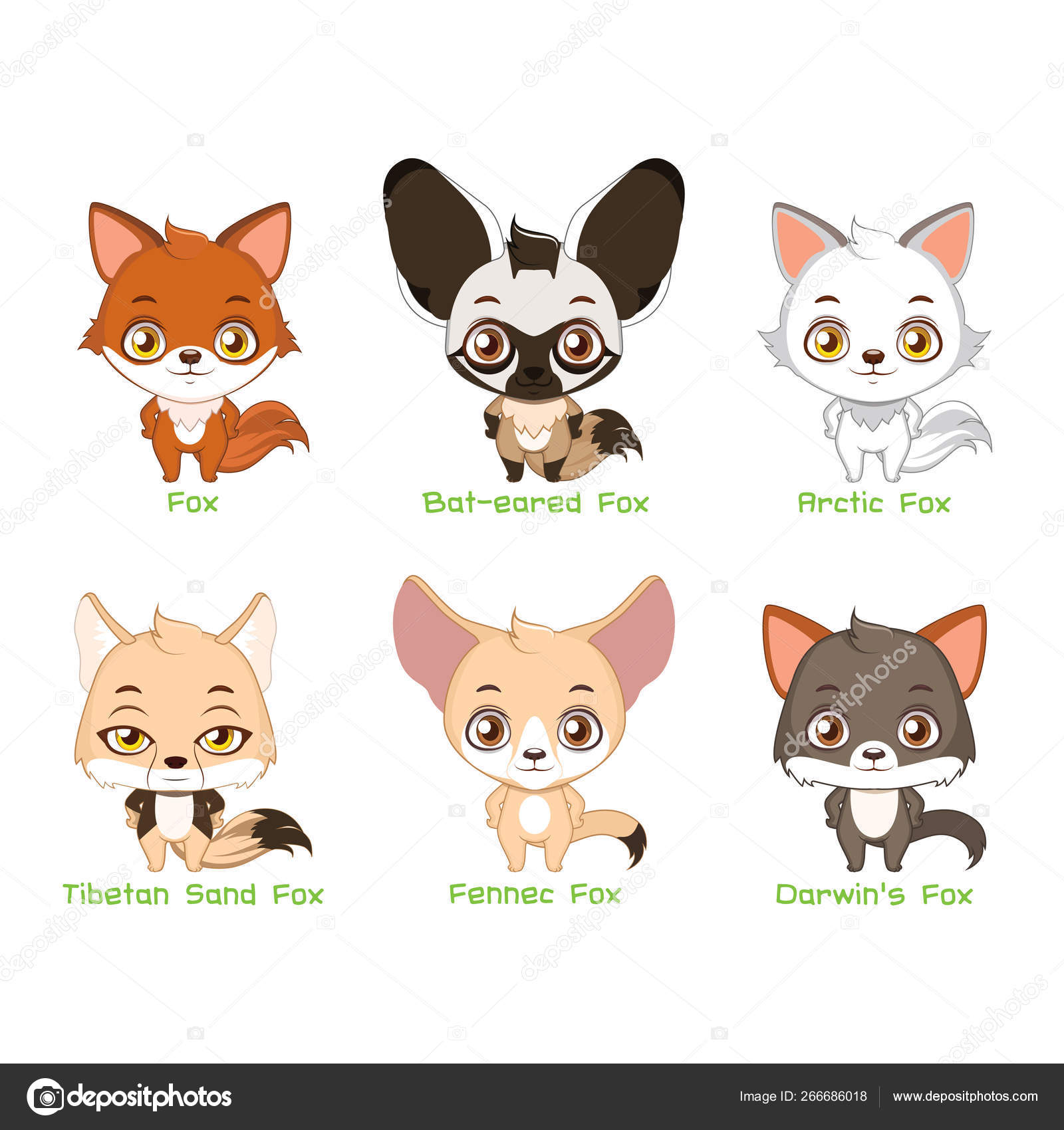 Bat Eared Fox Drawing