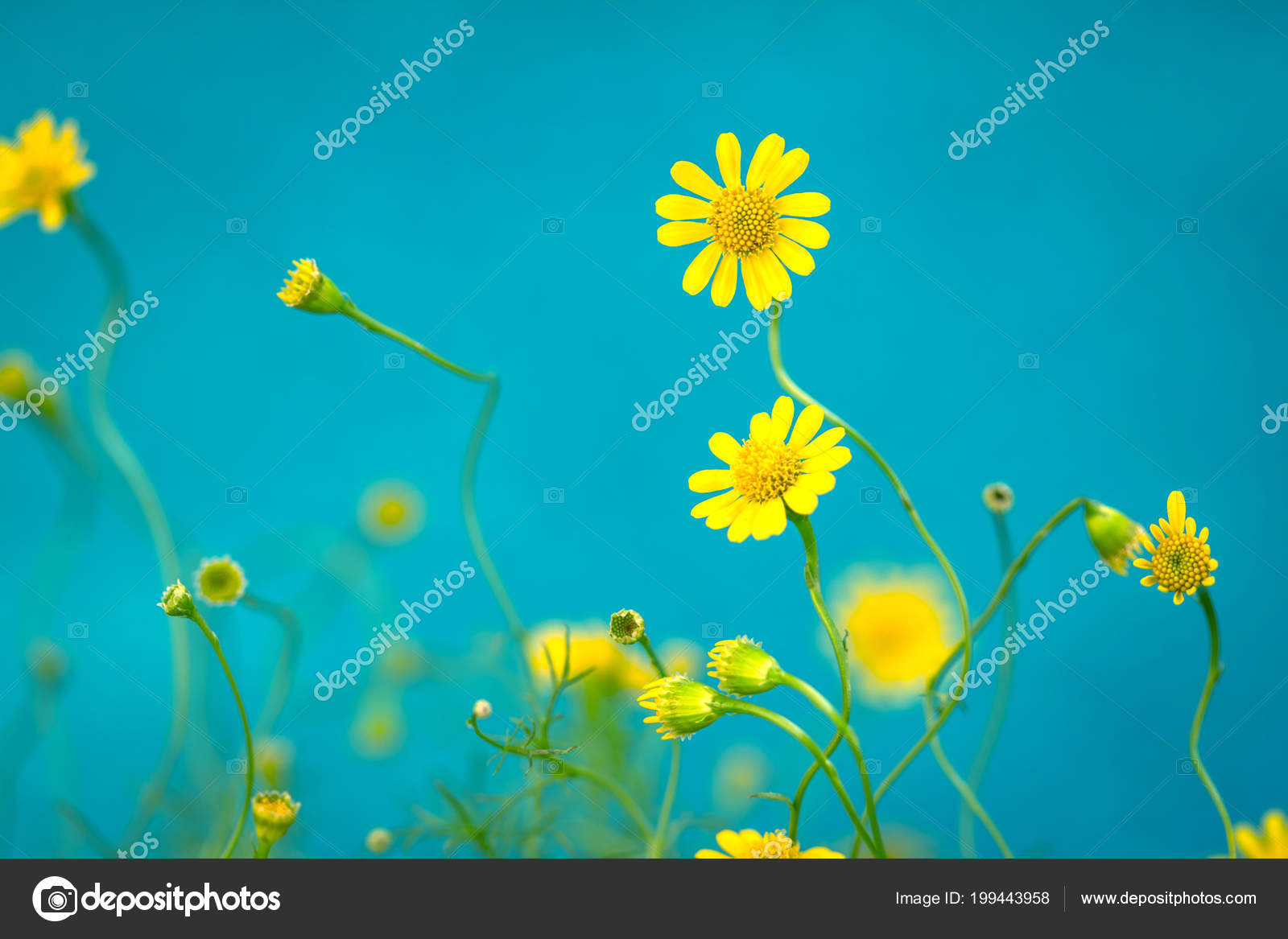 Small Pretty Yellow Daisy Blue Background — Stock Photo © photorista ...