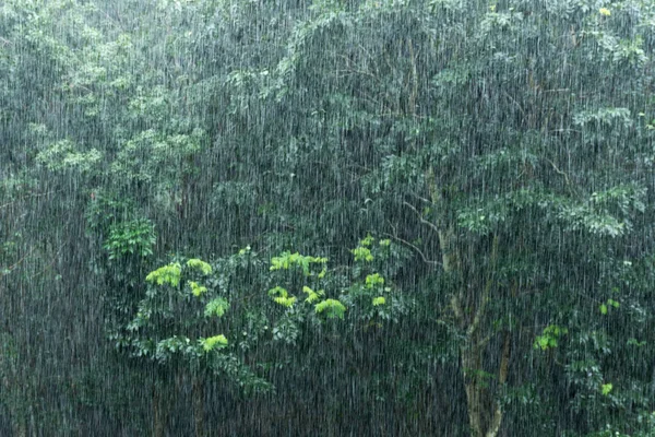 a heavy raining day outside with background of trees. - Stock Image ...