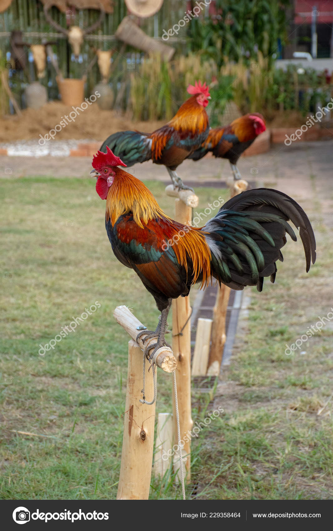 Rooster Small Log Outdoor Grass Yard — Stock Photo © grit.wattanapruek ...