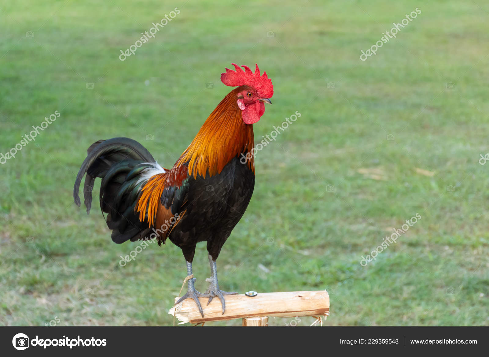 Rooster Small Log Outdoor Grass Yard — Stock Photo © grit.wattanapruek ...
