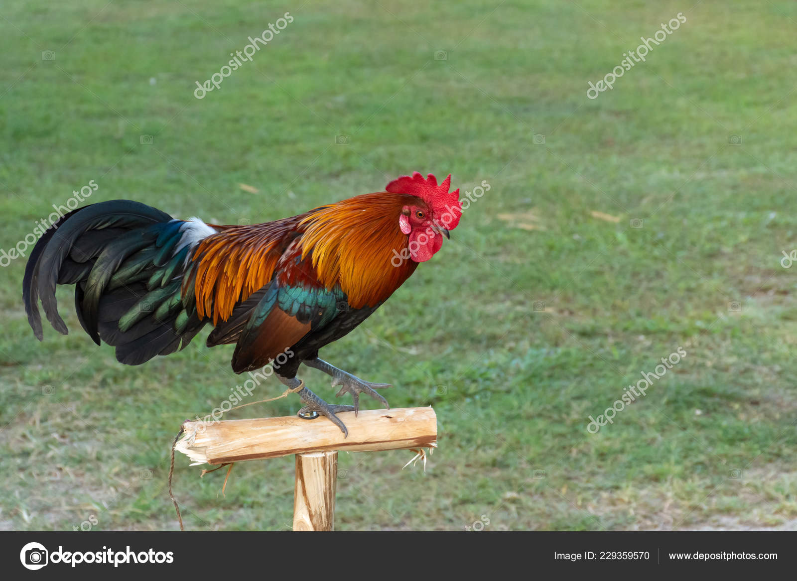 Rooster Small Log Outdoor Grass Yard — Stock Photo © grit.wattanapruek ...