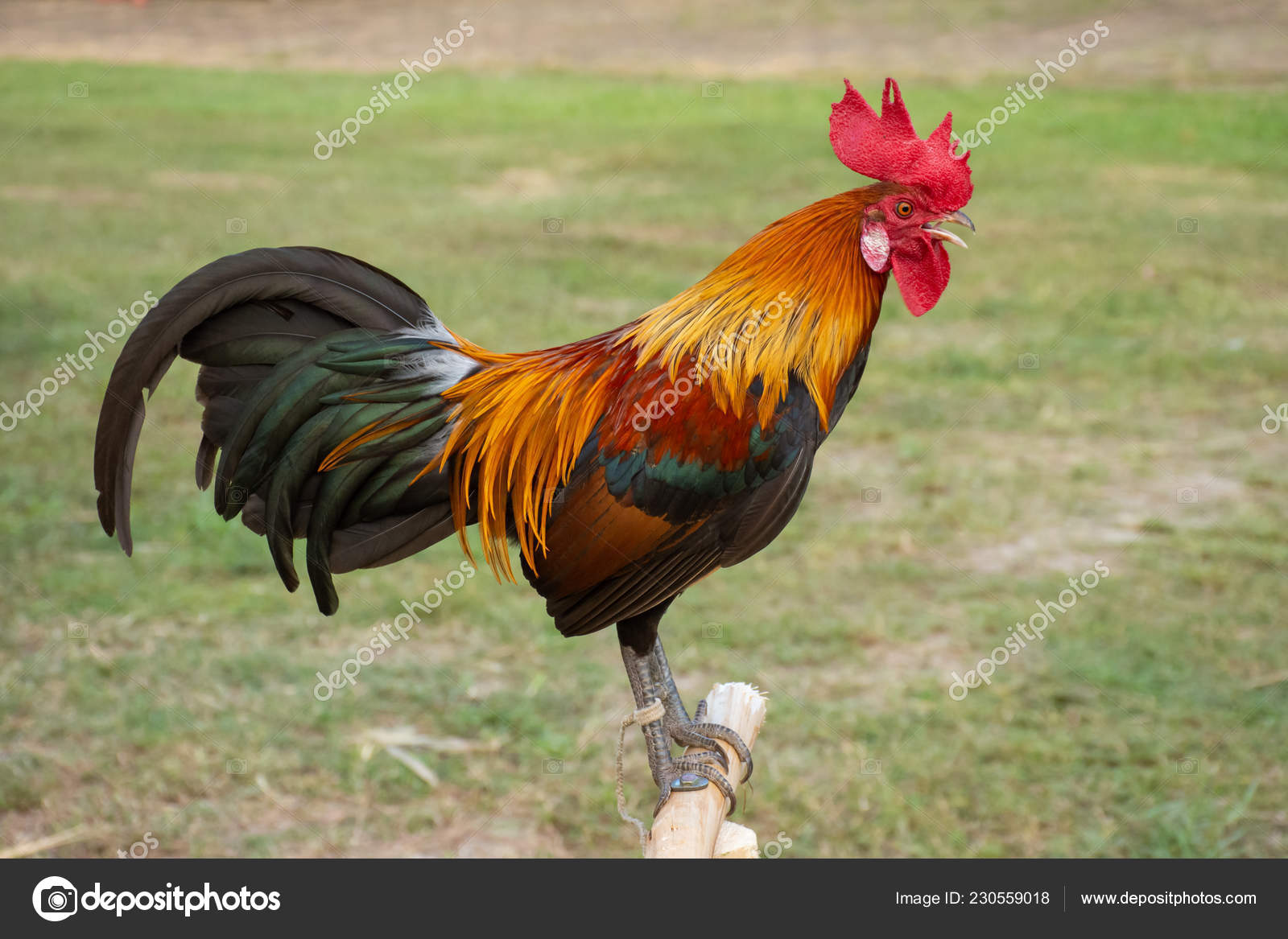 Rooster Small Log Outdoor Grass Yard — Stock Photo © grit.wattanapruek ...