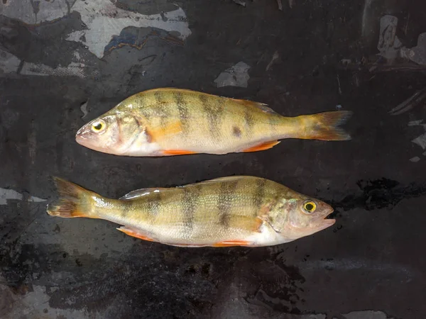 Fresh Fish Fresh River Fish Perch Black Background Top View ⬇ Stock ...