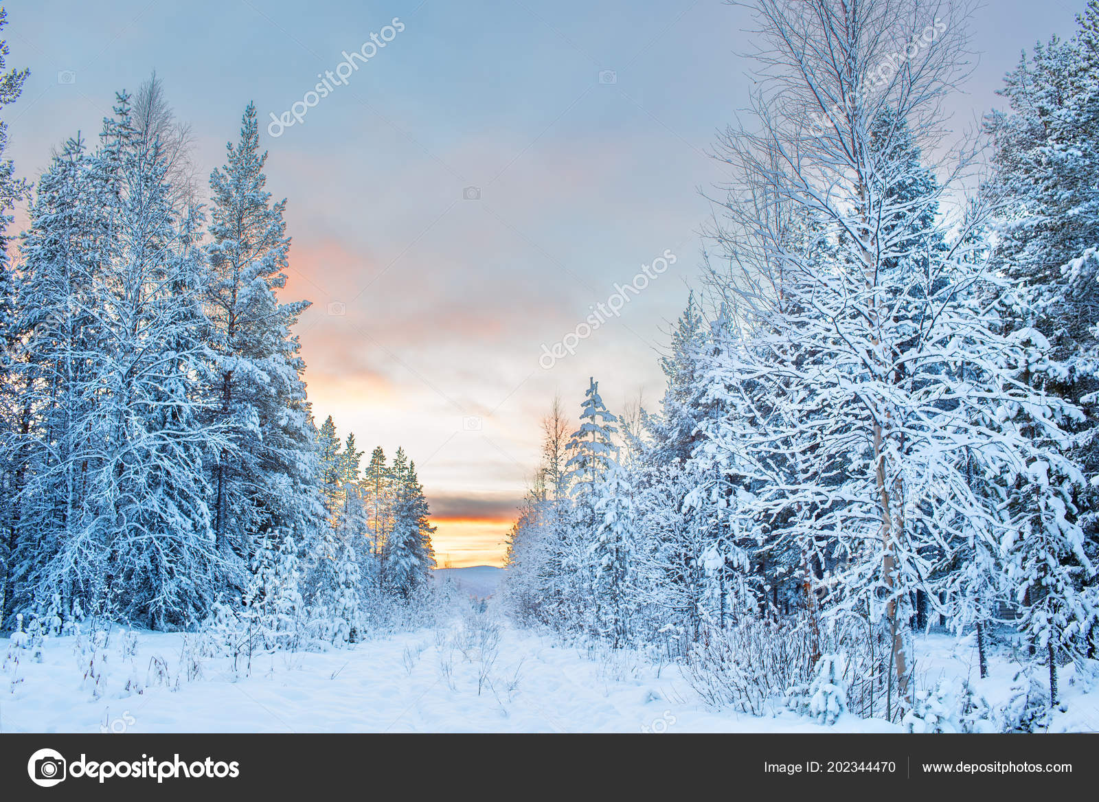 Pine Trees Snow Sunset