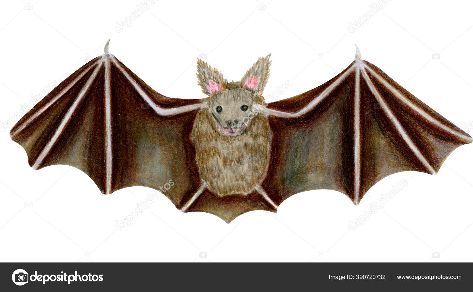 Flying Bat Isolated White Background Halloween Concept Symbol Animal ...