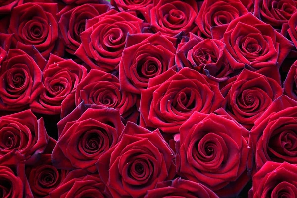 Red velvet roses Stock Photos, Royalty Free Red velvet roses Images ...