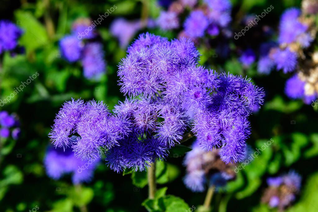 Gran Grupo De Flores Azules De Ageratum Houstonianum Planta Comúnmente