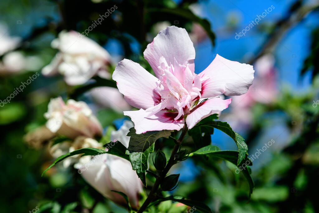 Flor Blanca De Hibisco Syriacus Planta Comúnmente Conocida Como Rosa