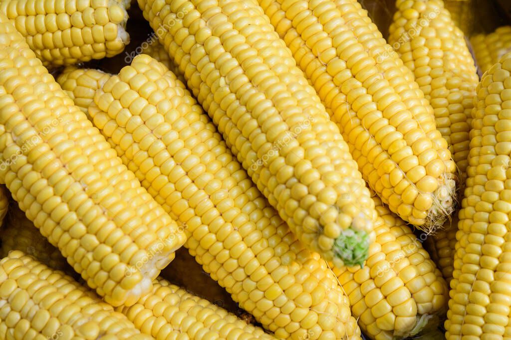Primer plano de un grupo de maíz de color amarillo fresco listo para ...