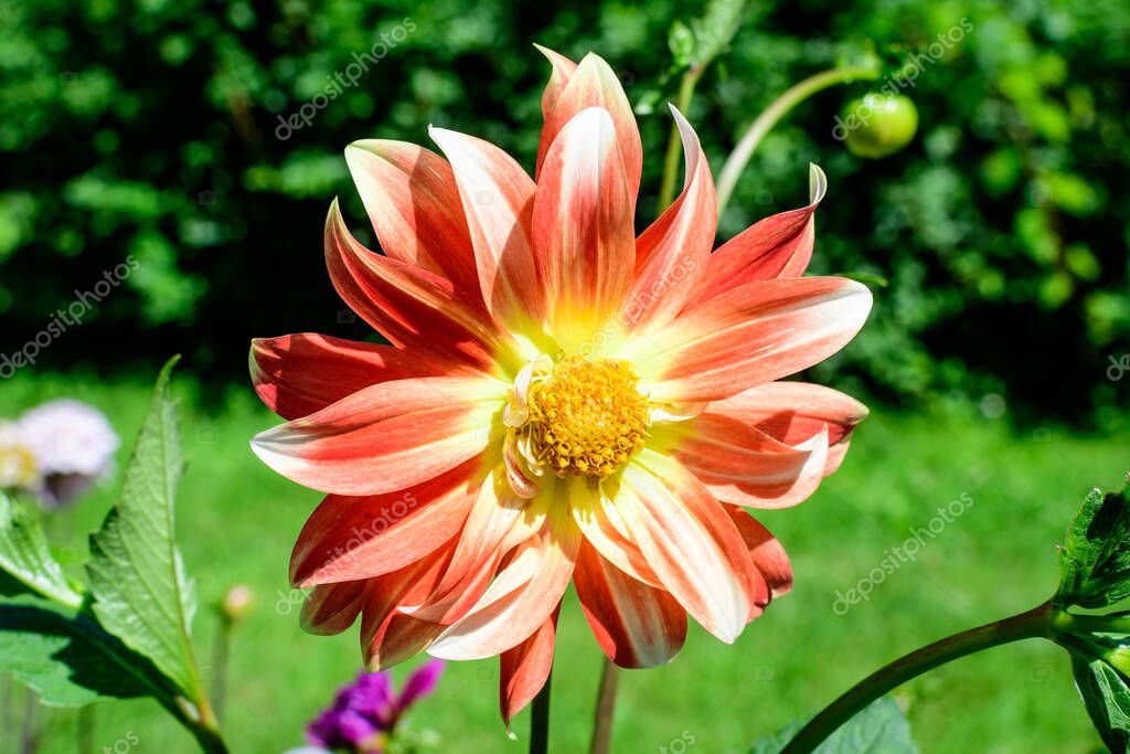 Primer plano de una hermosa flor de dalia grande, viva, naranja y ...