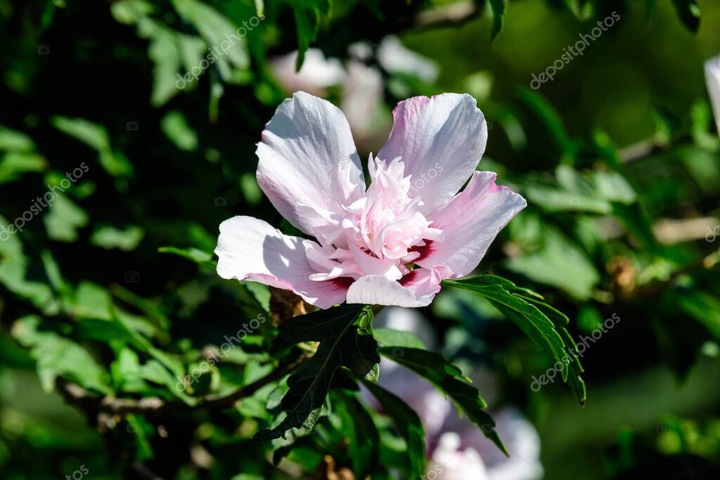 Flor Blanca Doble De Hibisco Syriacus Comúnmente Conocida Como Rosa