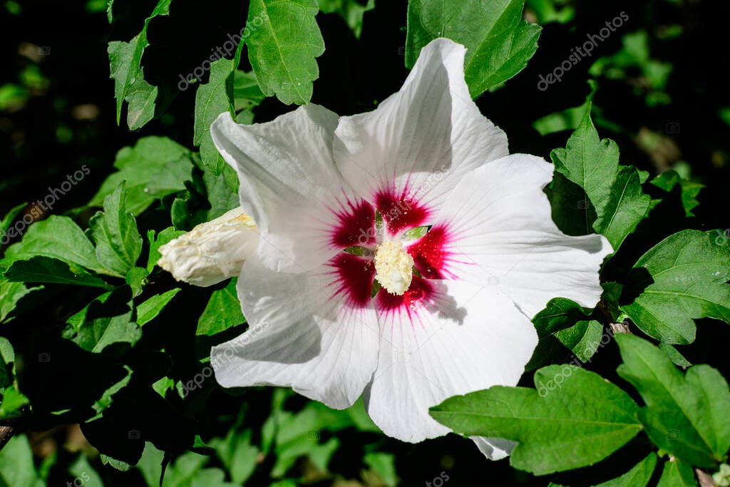 Una Flor Blanca De Hibisco Syriacus Planta Comúnmente Conocida Como