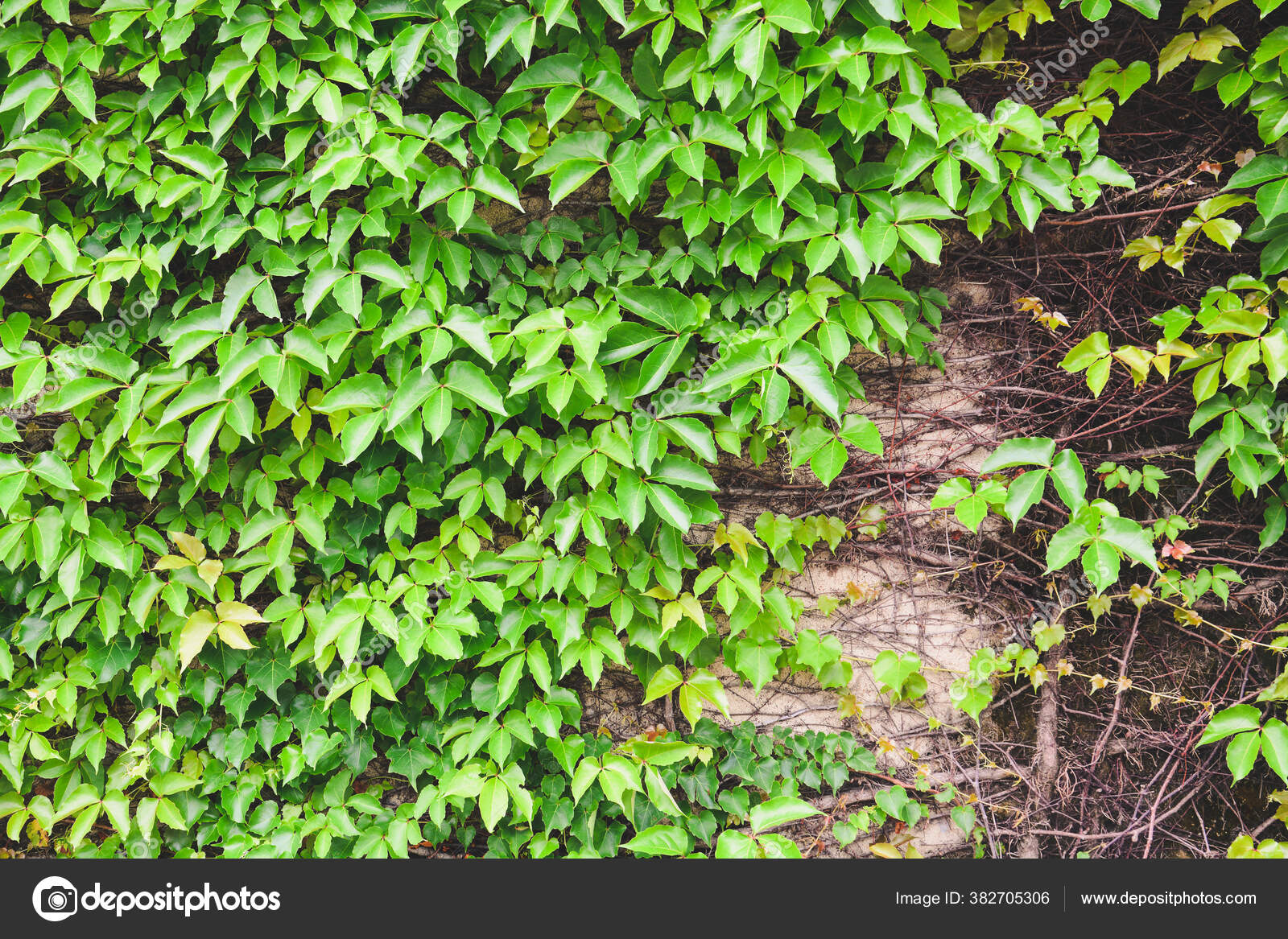 Green Color Leaves Wall Texture Natural Green Leaf Root Covered — Stock ...