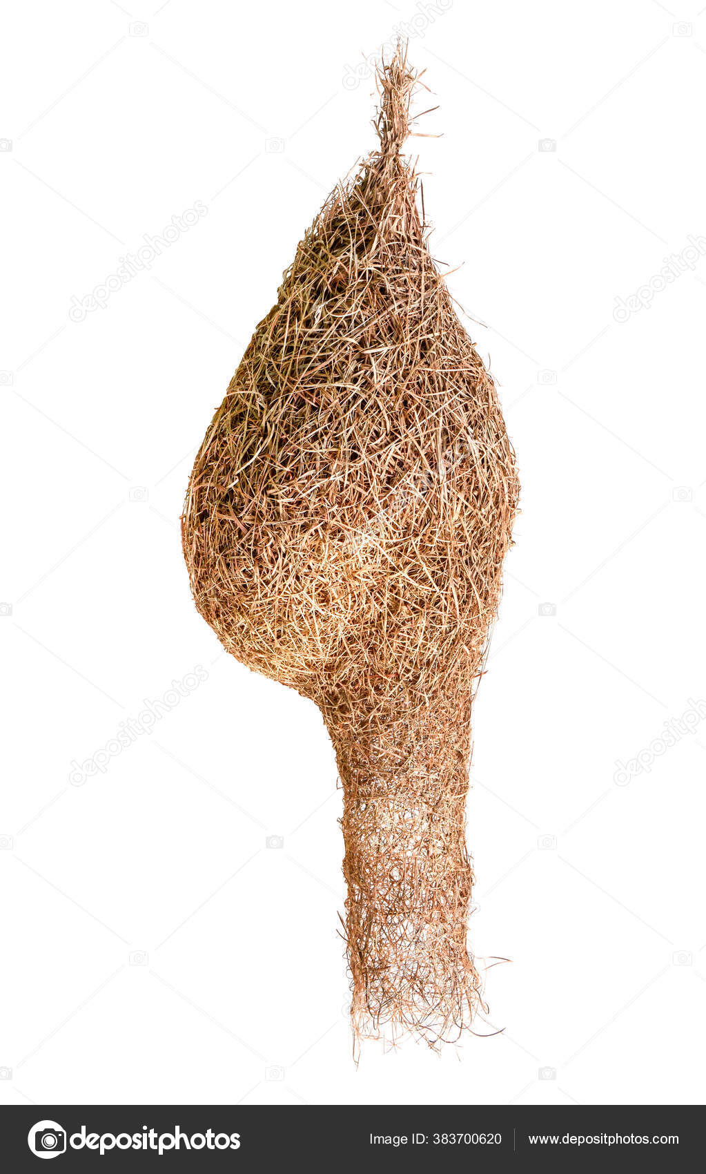 Empty Weaver Bird Nest Isolated White Clipping Path Stock Photo by ... Empty Weaver Bird Nest Isolated White Clipping Path Stock Photo by ...