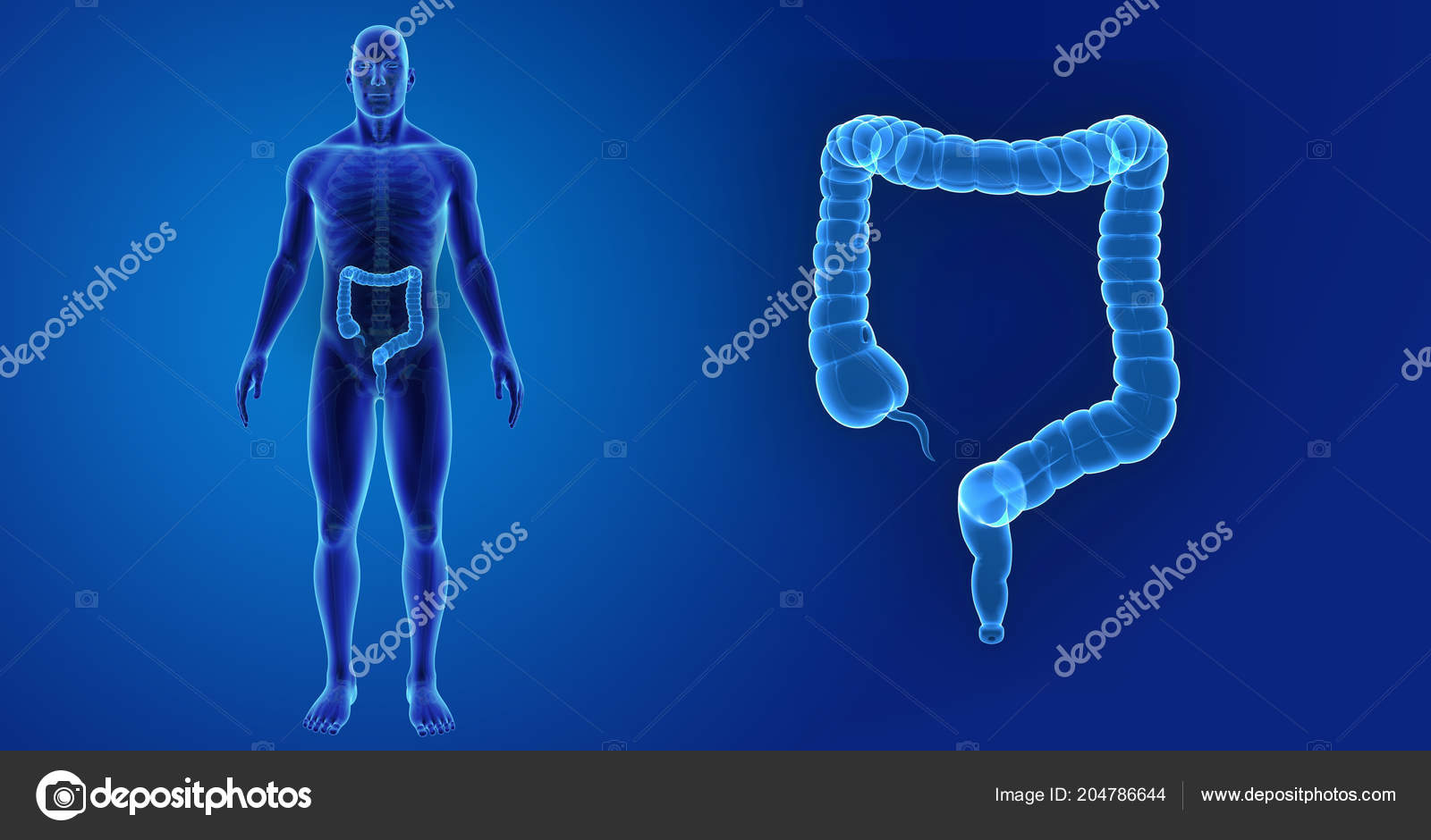 Large Intestine Zoom Skeleton Anterior View Stock Photo by ©sciencepics ...